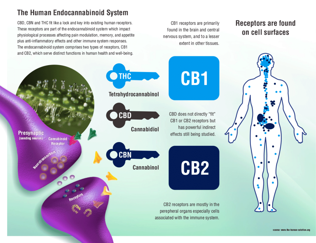 Cannabinoids: a guide to getting the most out of cannabis as your medicine