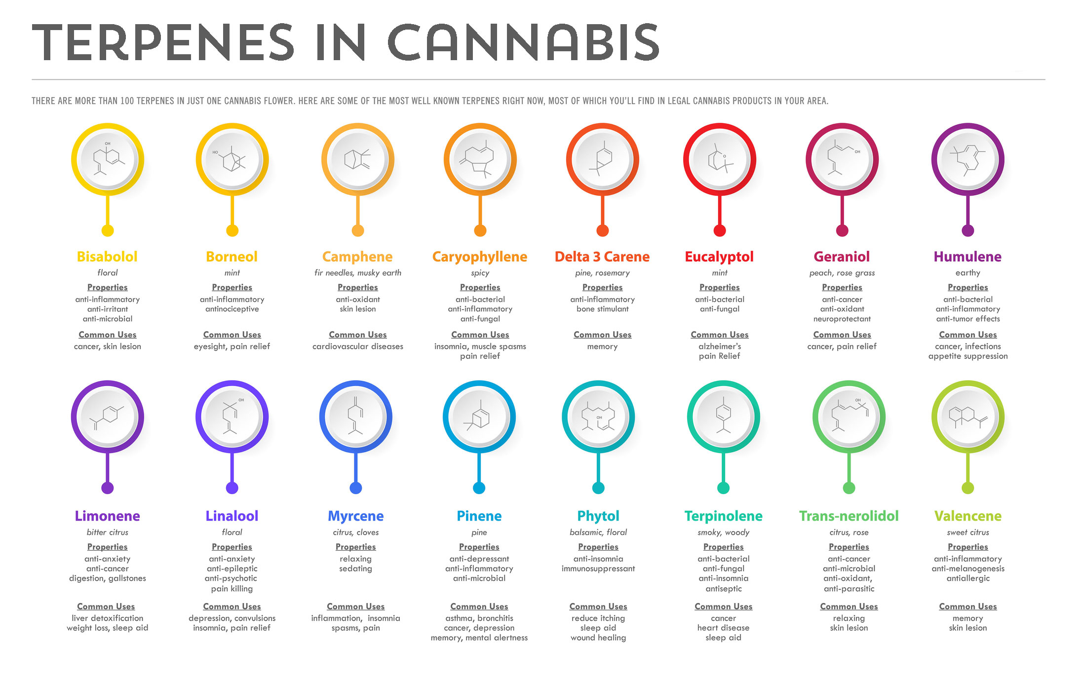 Cannabis Terpenes Infographic Cannabis Terpenes Infographic